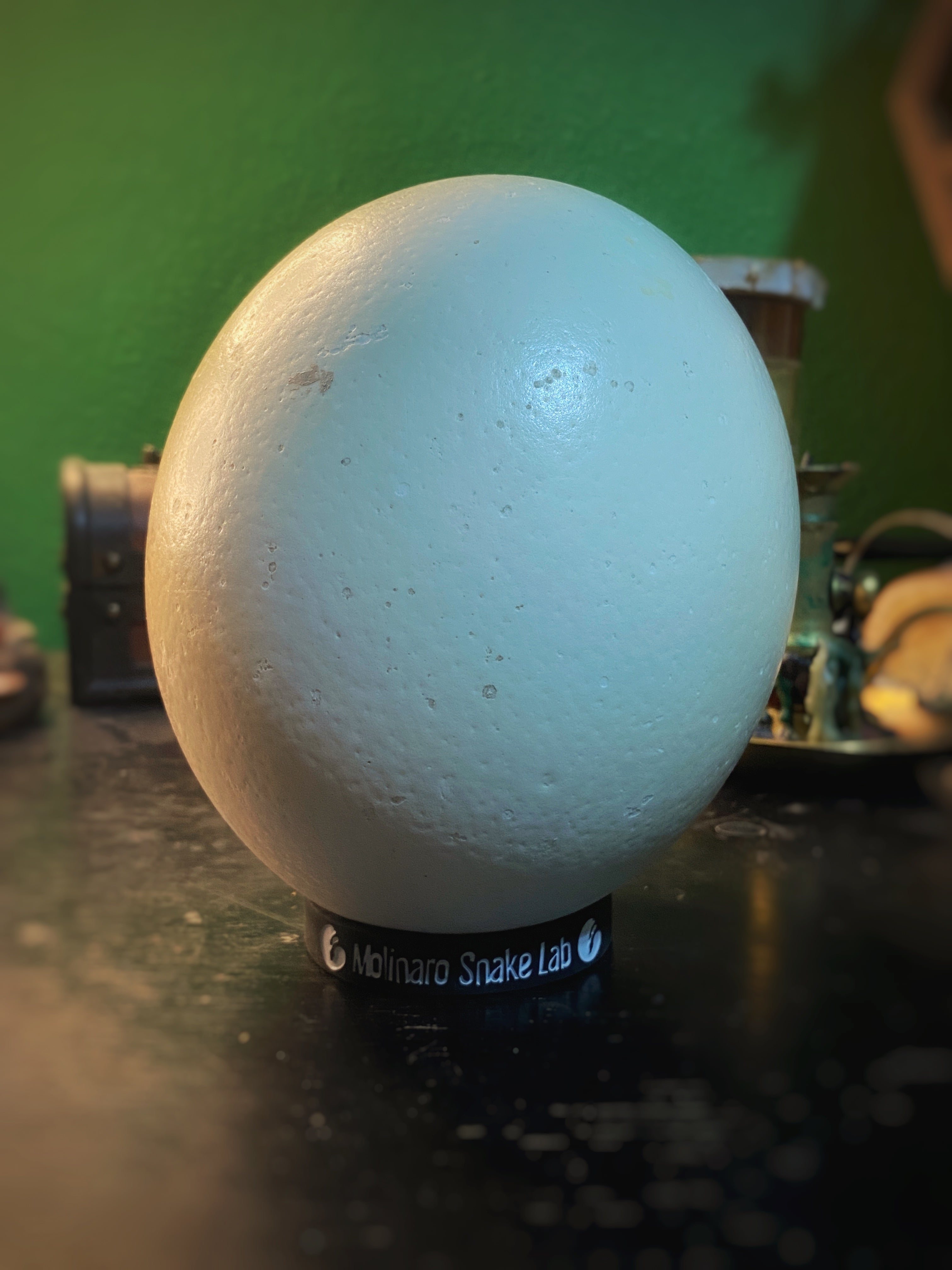 Products – The Molinaro Snake Lab